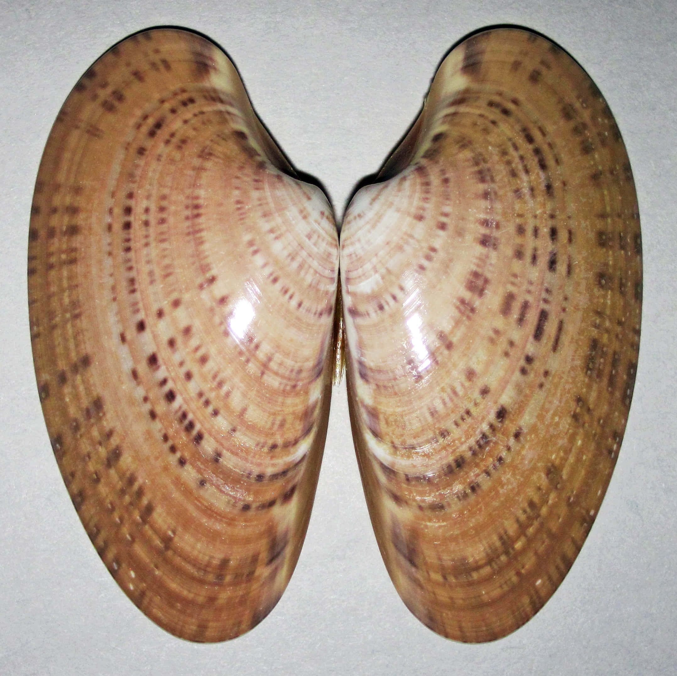 🔥 Free Download Clam Shell X Wallpaper by @steveb95 | WallpaperSafari