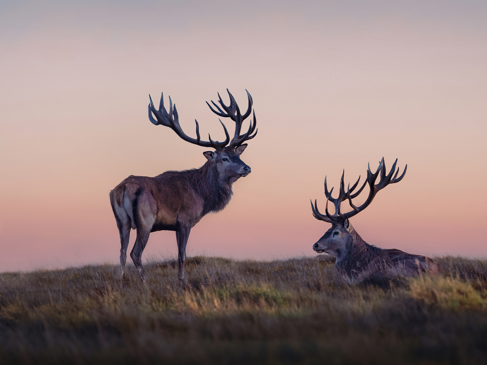 🔥 Free Download Reindeer Silhouette 4k Wallpaper Hd Animals Image ...