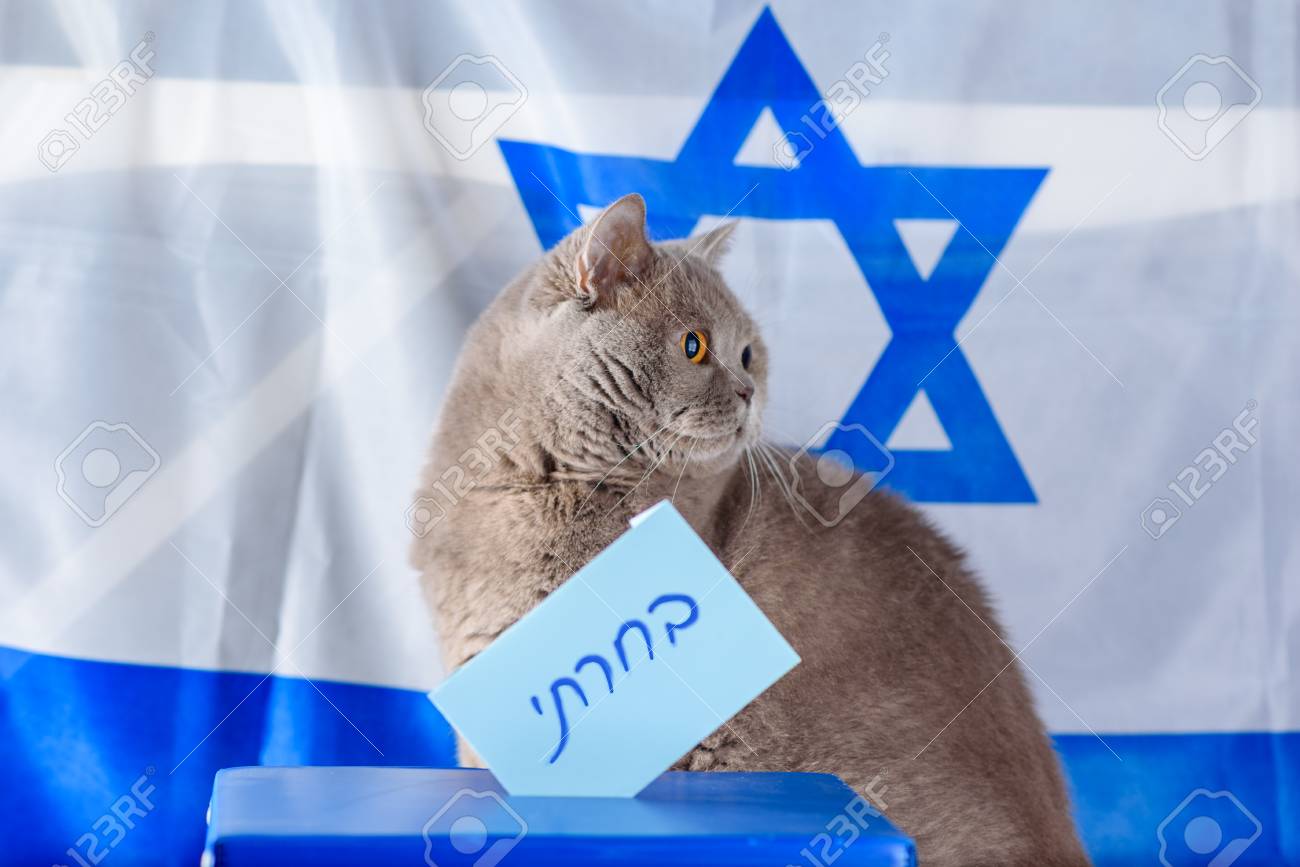 Free download Cute Cat And Vote Box On Election Day Over Israel Flag ...
