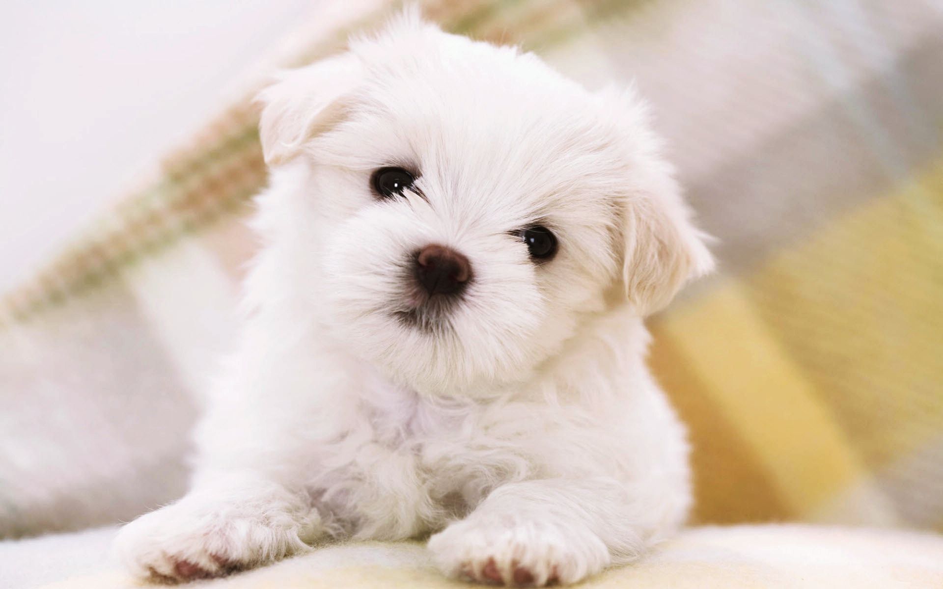 🔥 Free Download Cute Puppy Hd Image Wallpaper by @rmartin20 ...