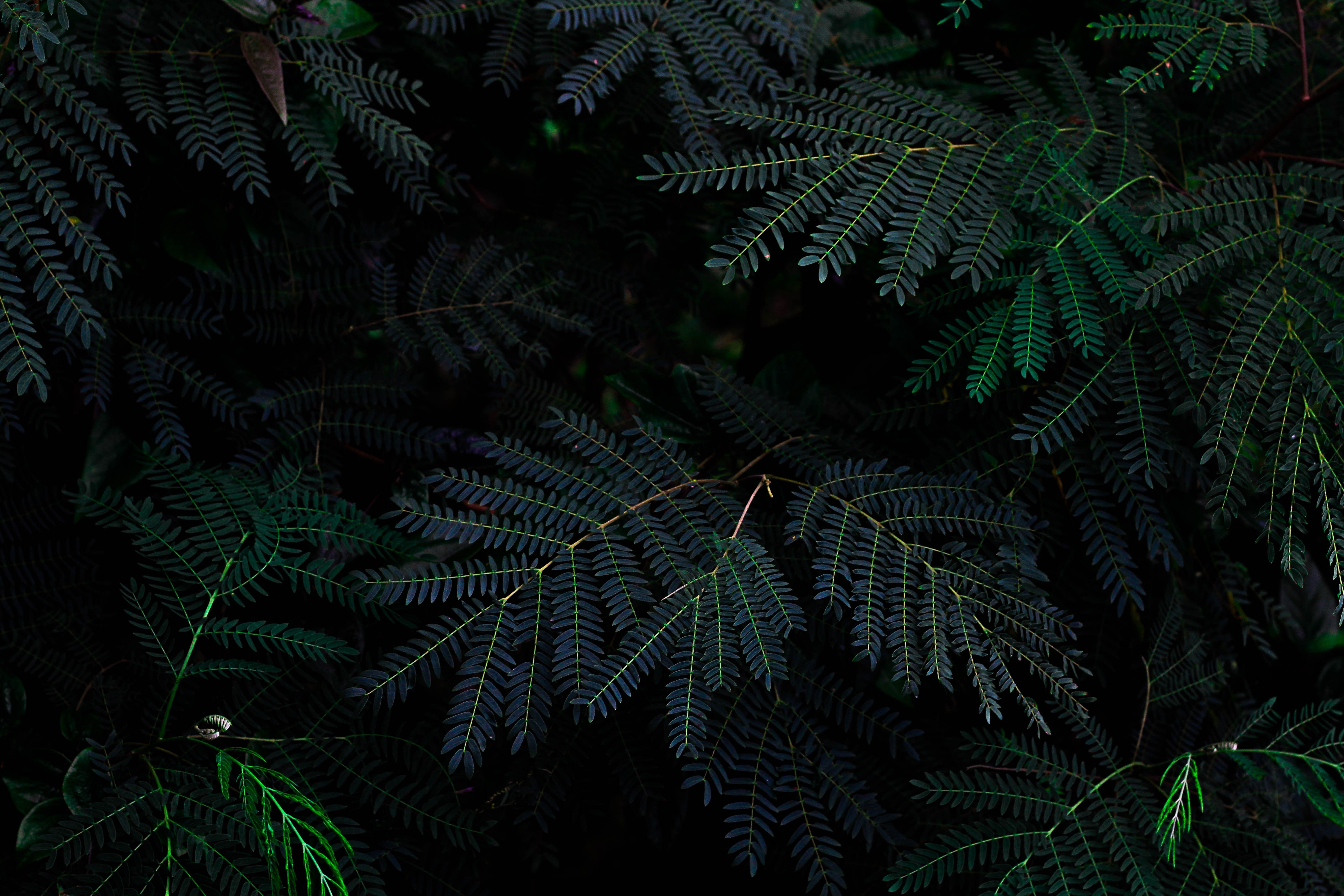 🔥 Free Download Hd Wallpaper Up Close Photo Of Dark Green Pine Tree ...