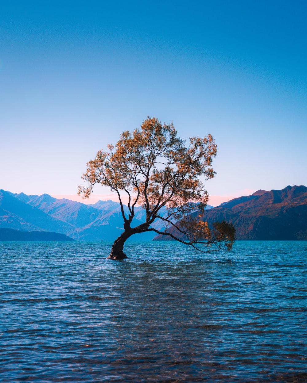 🔥 Free Download Wanaka Tree Pictures Image by @darrellduran ...