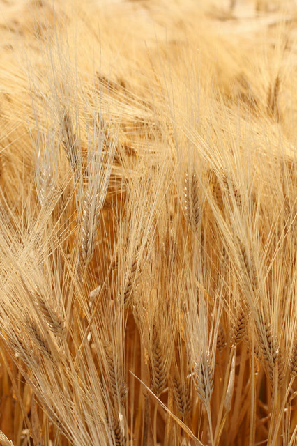 Free download paste made from wheat is a popular type of wallpaper ...