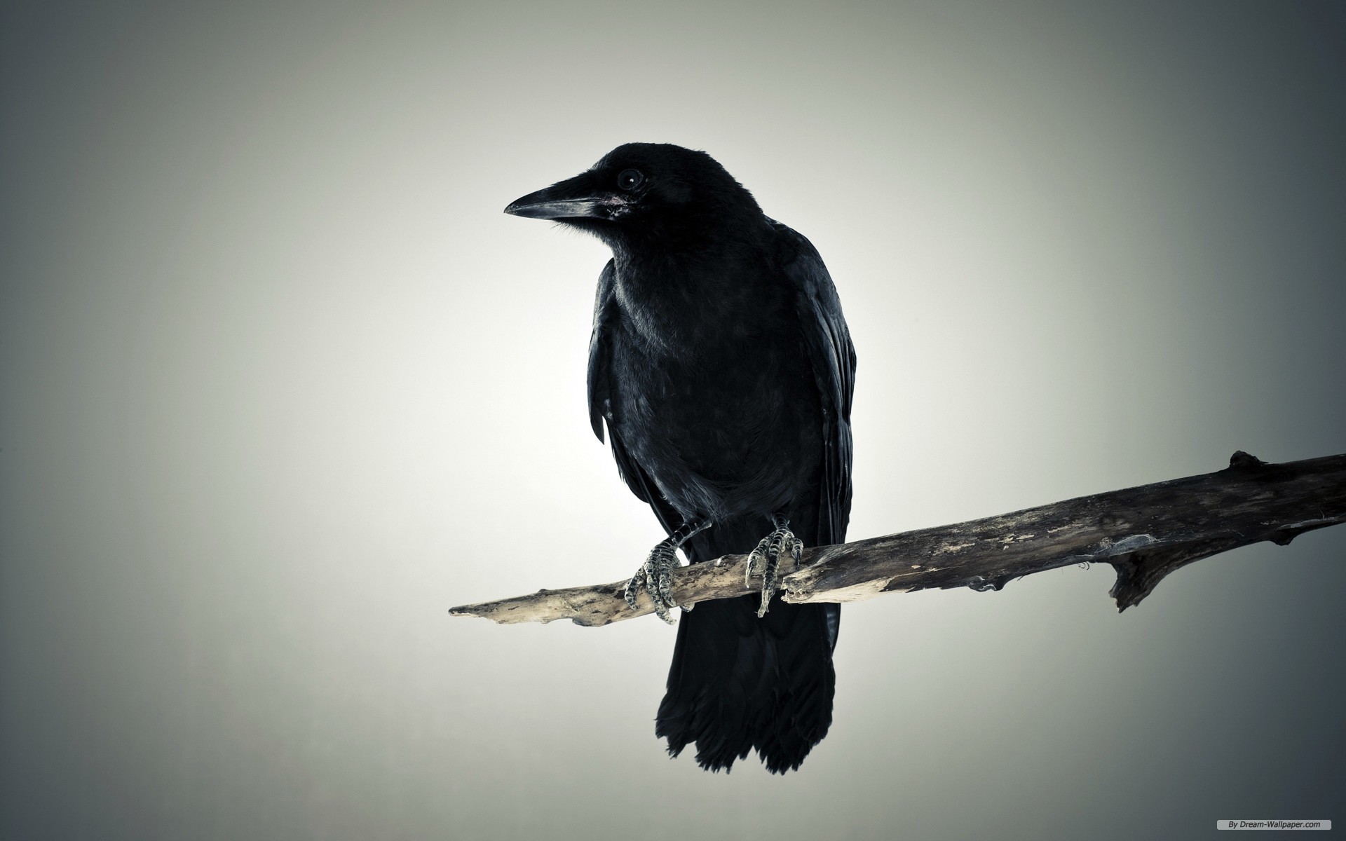 🔥 Free Download Cute Black Crow Wallpaper by @vgomez54 | WallpaperSafari