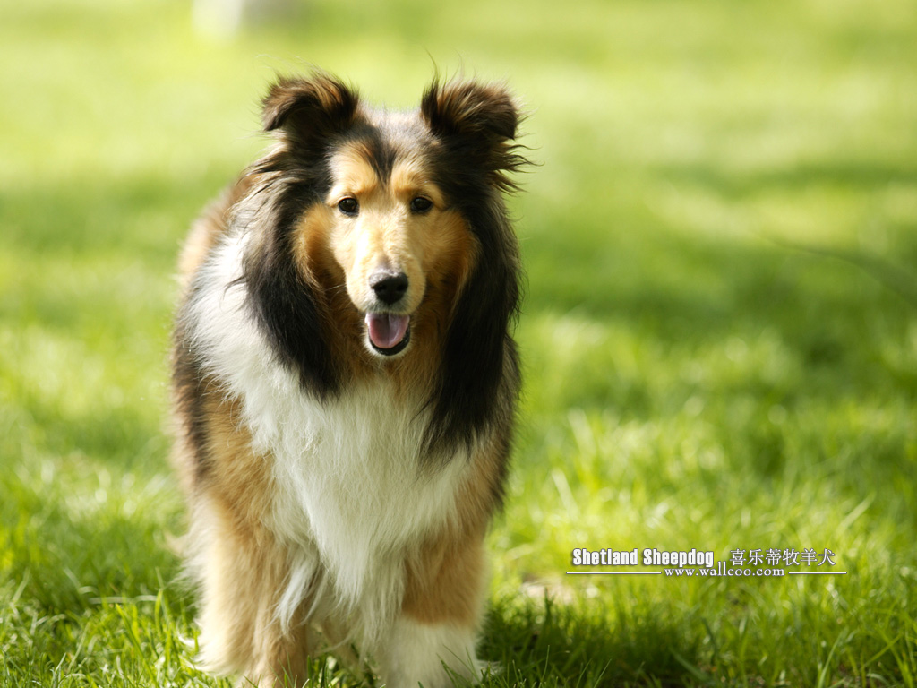 🔥 [40+] Sheltie Desktop Wallpapers | WallpaperSafari