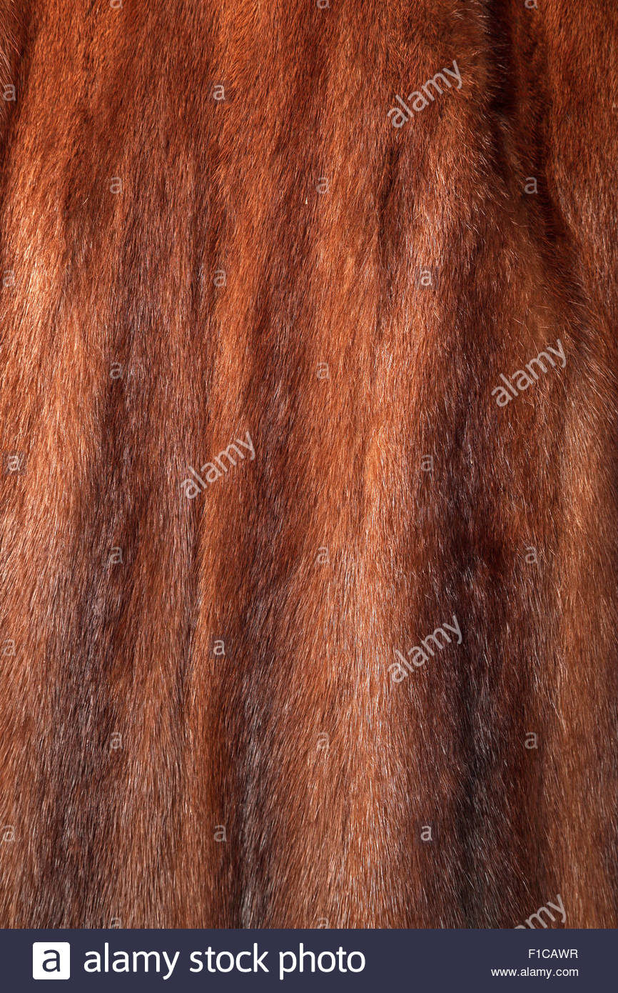 🔥 [26+] Mink Background | WallpaperSafari