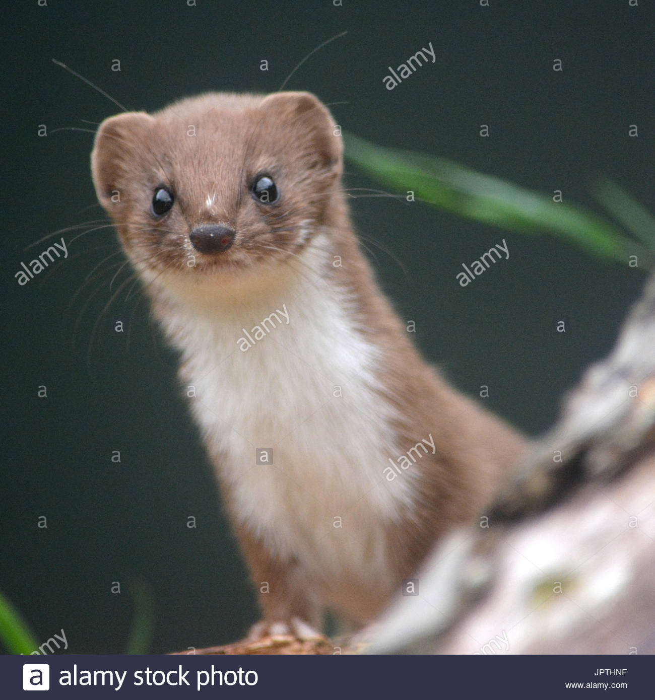 [51+] Stoat Background on WallpaperSafari
