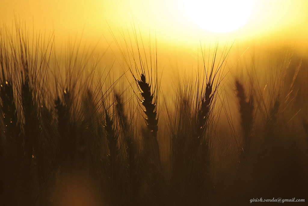 🔥 [40+] Crops Wallpapers | WallpaperSafari