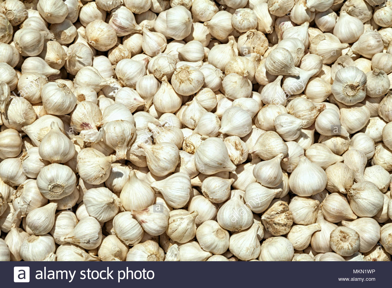 [40+] Garlic Background | WallpaperSafari