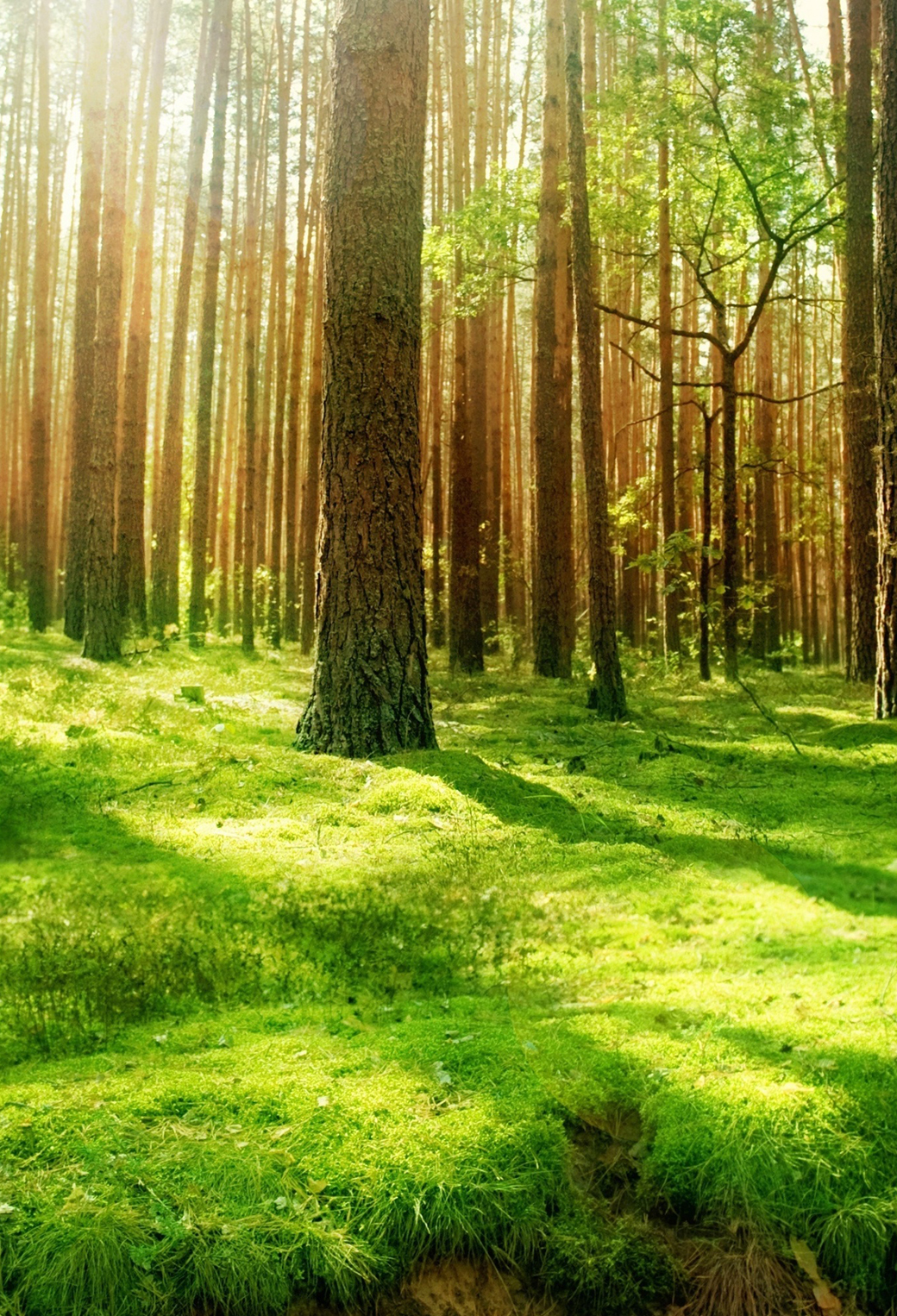 🔥 Free Download Beautiful Forest Scenery Wallpaper For Iphone X by @amiles8 | WallpaperSafari