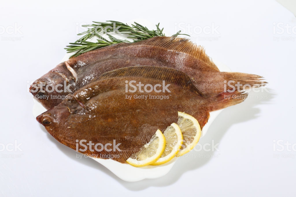 [40+] Flounder Backgrounds | WallpaperSafari