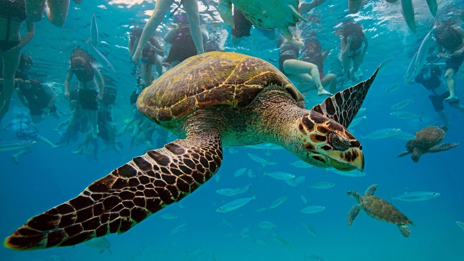 Pc Logo Turtle For Windows 10 Lasopaivy
