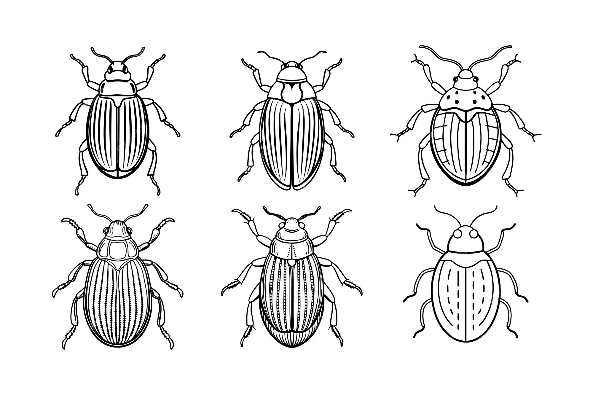 🔥 Free Download Carpet Beetle Dermestidae Design Labeled Line Art ...