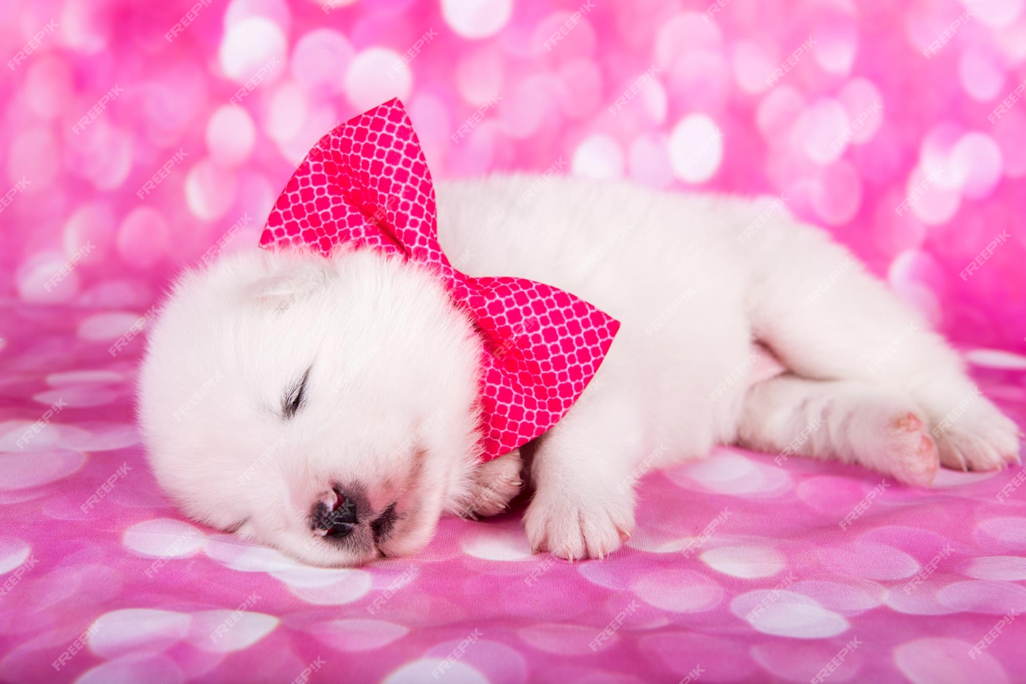 🔥 Free Download Cute Pink Puppies Wallpaper by @benjaminp7 ...