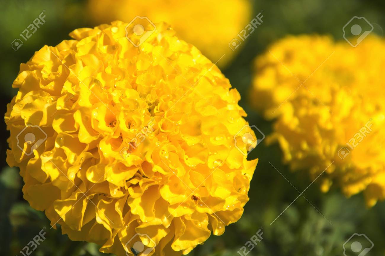 🔥 [40+] Marigold Background | WallpaperSafari