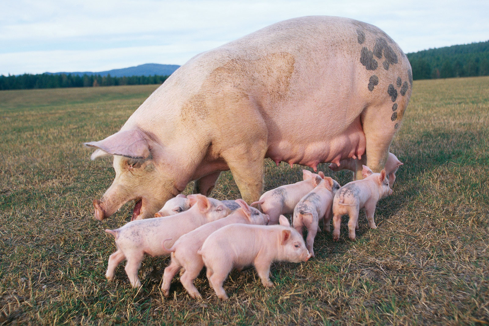 Free Download Pig And Piglets Wallpaper 1600 X 1067 197194 HD Wallpaper Free Download Pig And Piglets Wallpaper 1600 X 1067 197194 HD Wallpaper