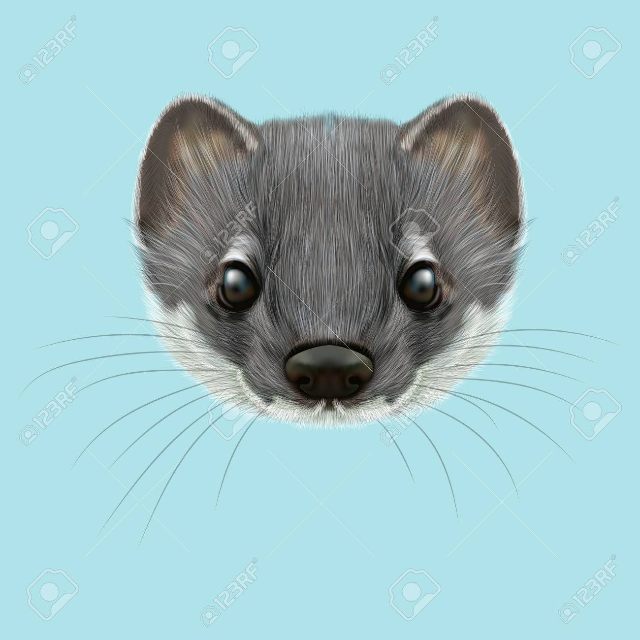 [51+] Stoat Backgrounds | WallpaperSafari