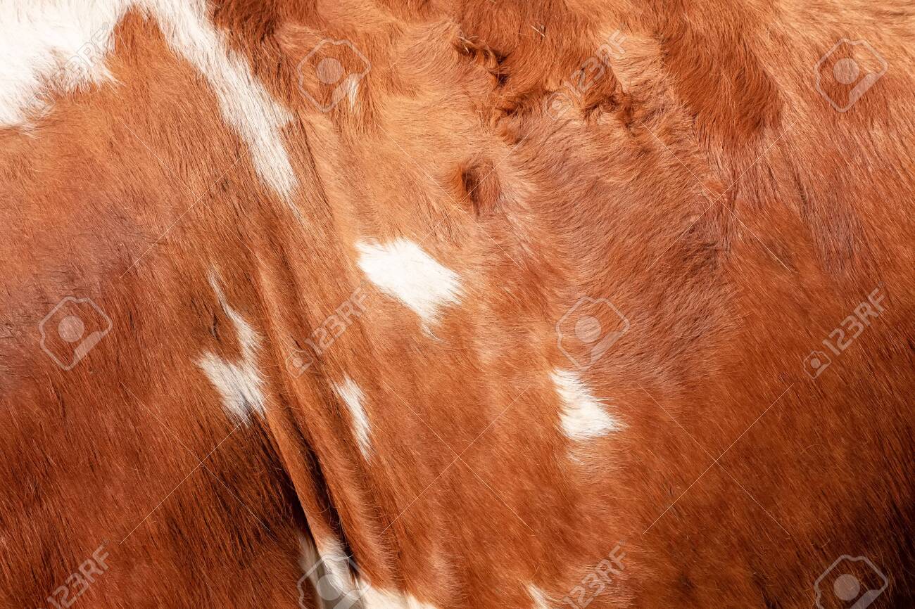 Cow Hide Wallpaper Carrotapp cow-hide-wallpaper-carrotapp