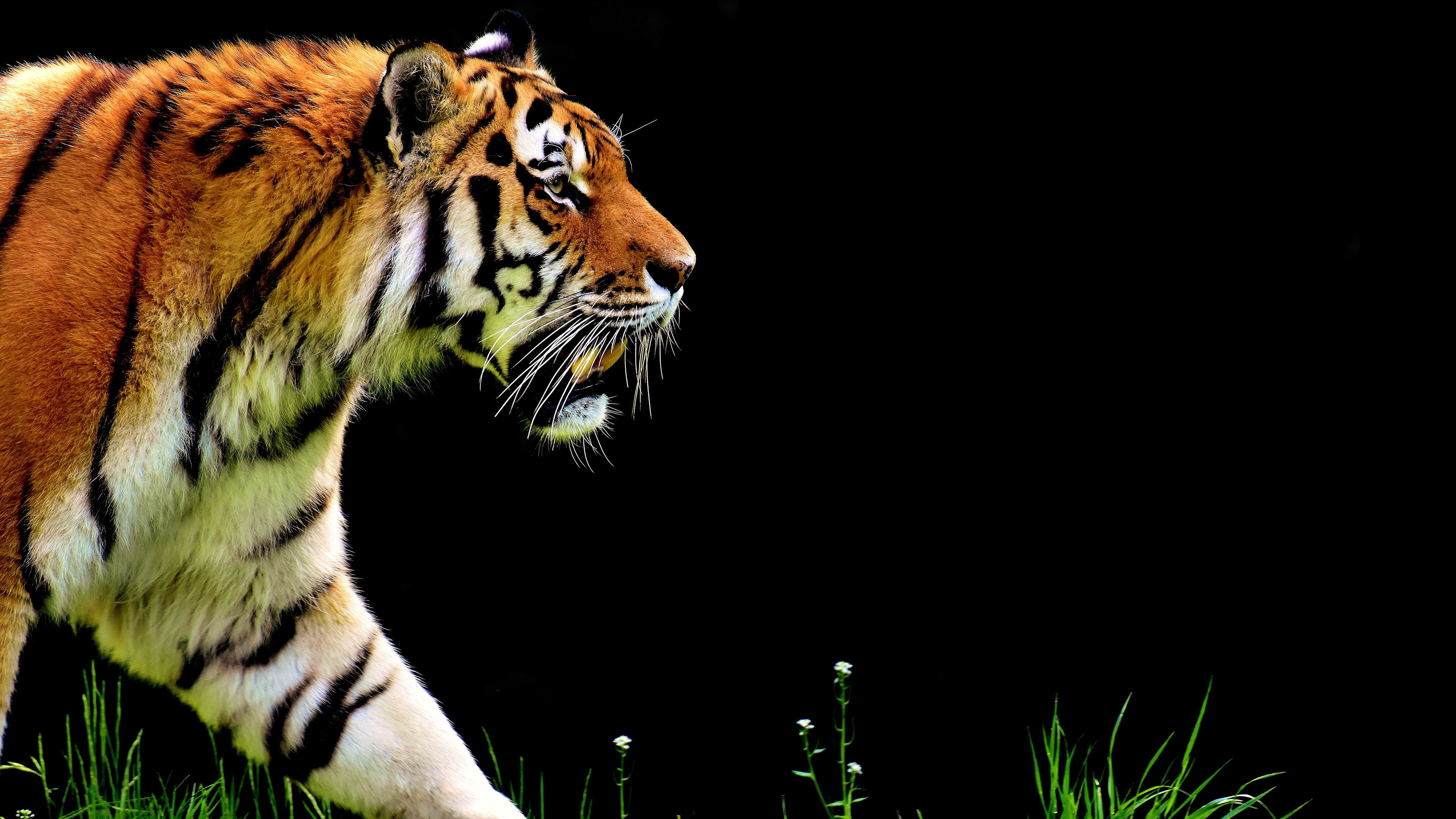 [60+] Tiger Desktop Wallpaper | WallpaperSafari