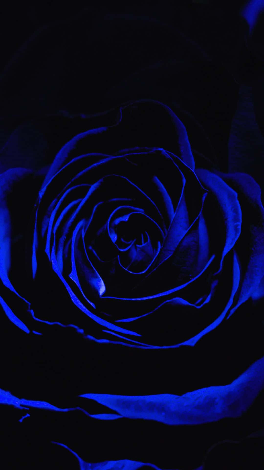 🔥 [80+] Dark Blue Rose Abstract Wallpapers | WallpaperSafari