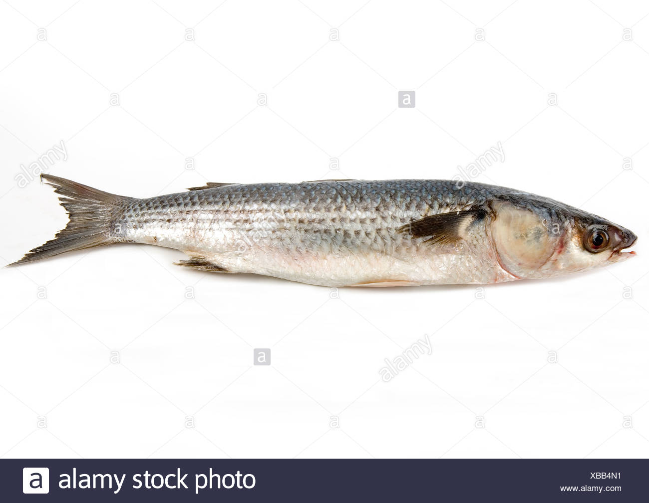 🔥 [40+] Mullet Background | WallpaperSafari