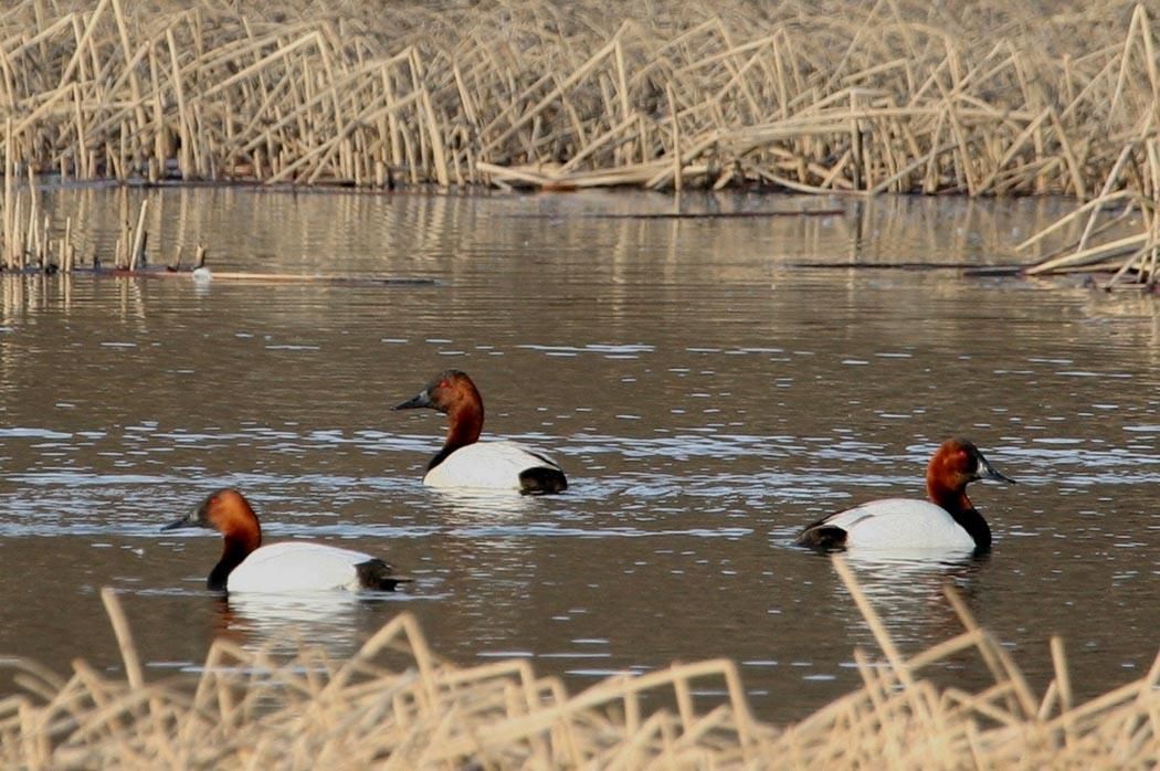 Canvasback Bird Hd Wallpaper
