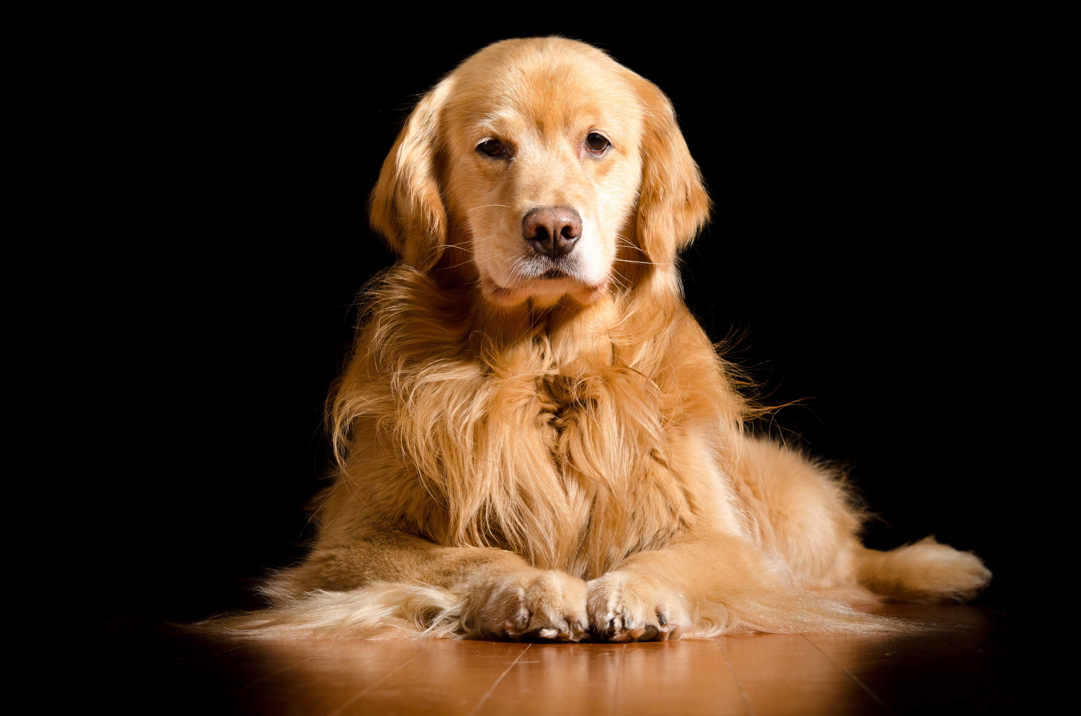 🔥 [40+] Dog 4k Wallpapers | WallpaperSafari