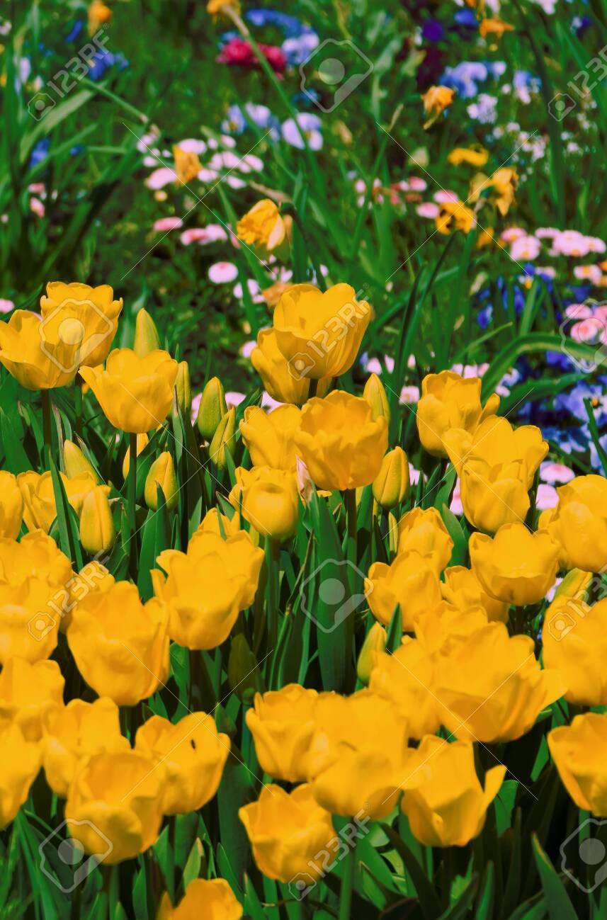 🔥 Free download Aesthetics Wallpaper Flowers Yellow Tulip Bloom ...