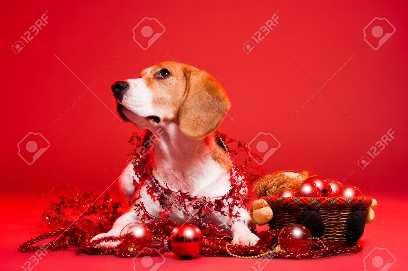 [38+] Christmas Beagle Wallpapers | WallpaperSafari