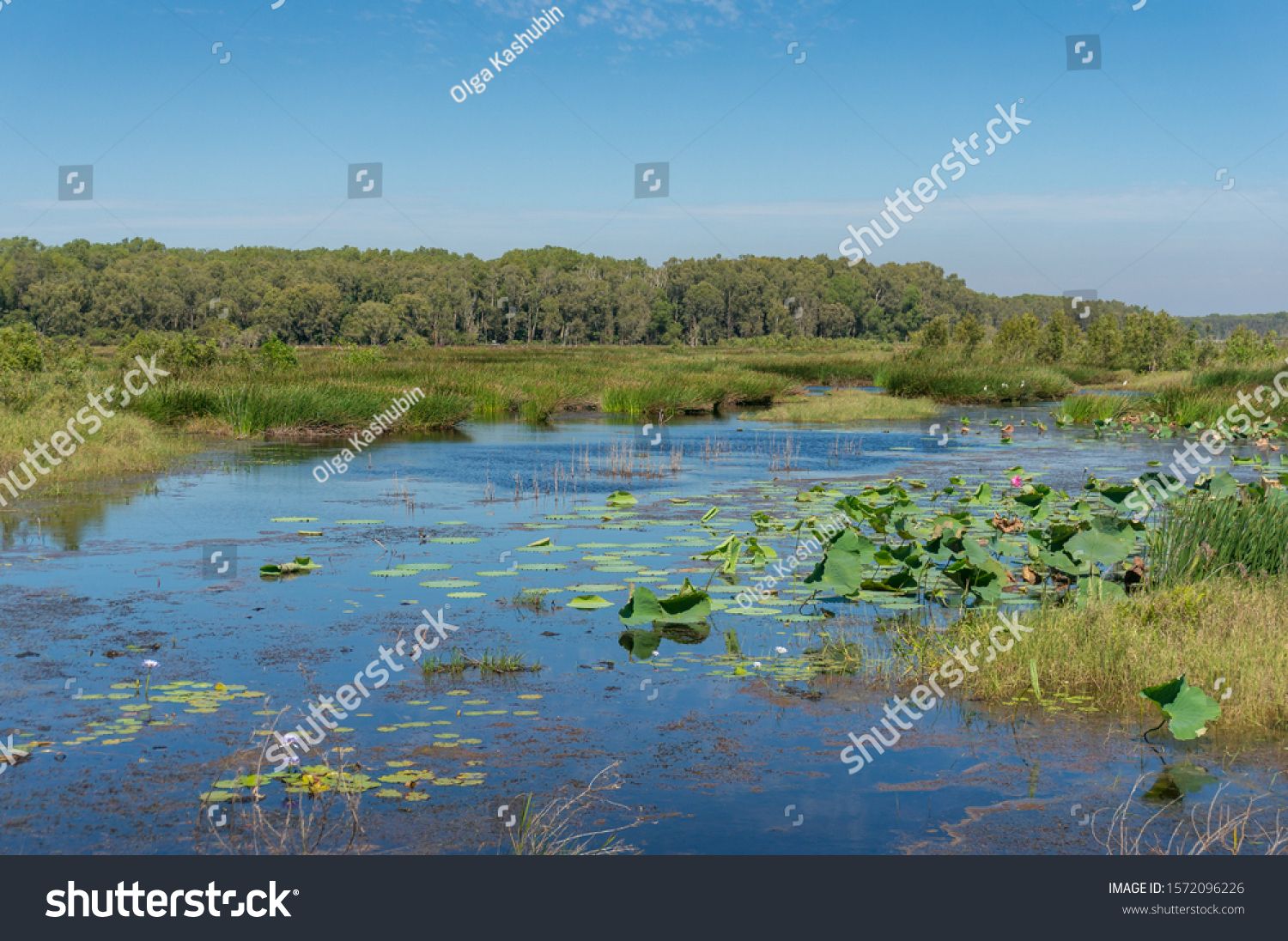 🔥 Free Download Wetlands Nature Background With Water Lilies And Plants ...