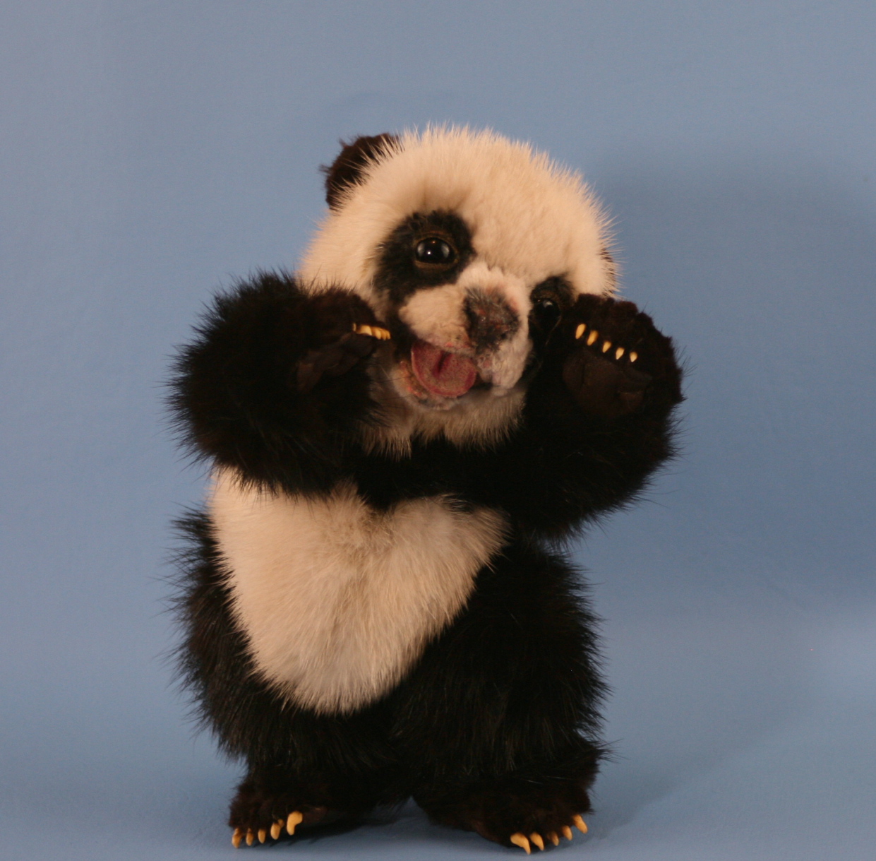Baby Panda Bear Wallpaper WallpaperSafari Baby Panda Bear Wallpaper WallpaperSafari