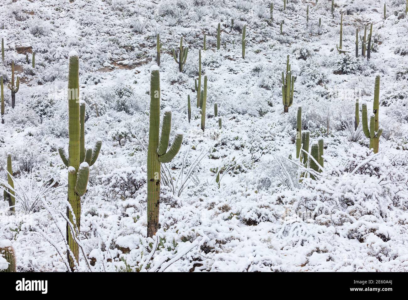 [25+] Tucson Winter Wallpapers | WallpaperSafari