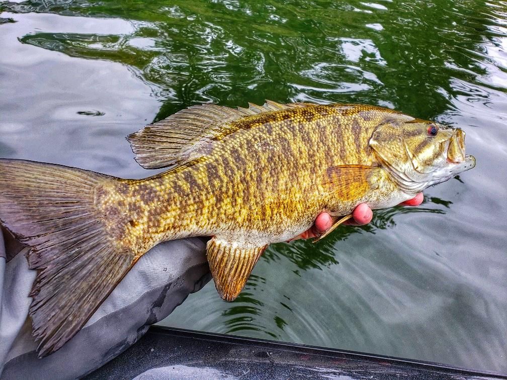 🔥 Free Download Itap Of A Beautiful Smallmouth Bass Photo Capture ...