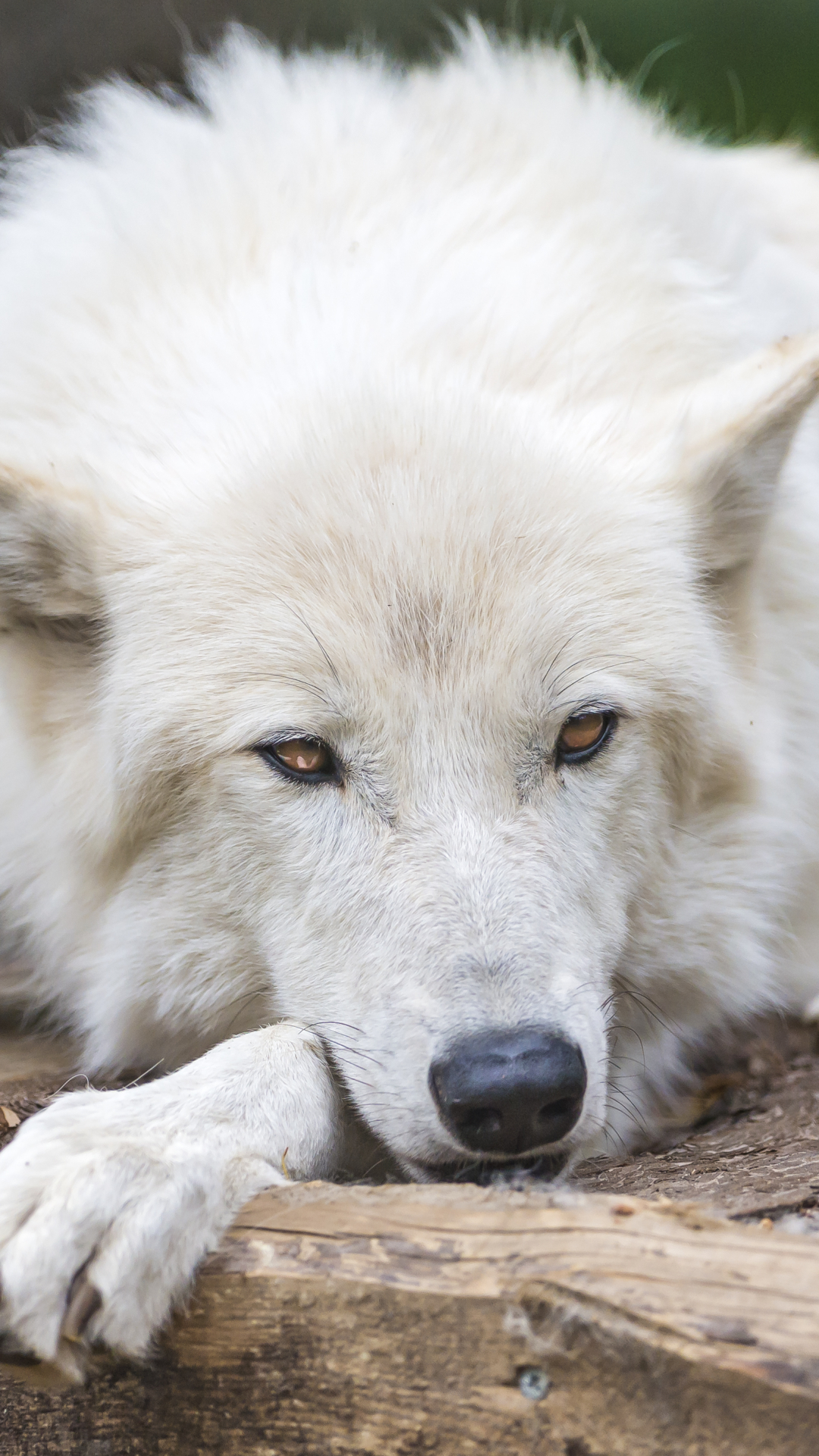 🔥 [40+] Wolf Phone Wallpapers | WallpaperSafari