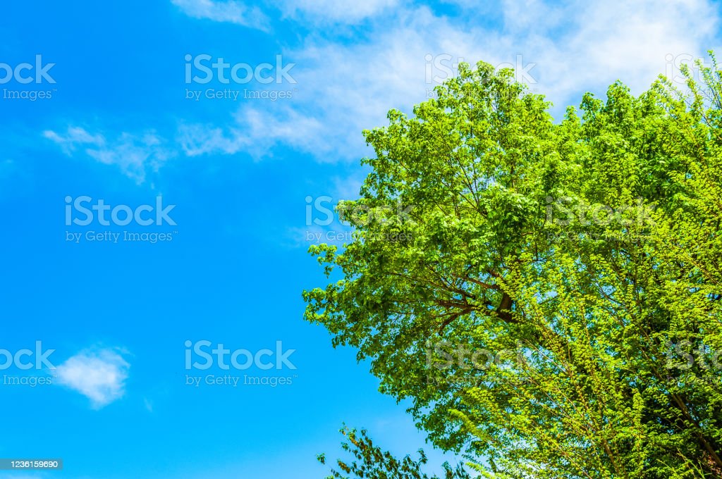 🔥 [24+] Tree and Sky Wallpapers | WallpaperSafari