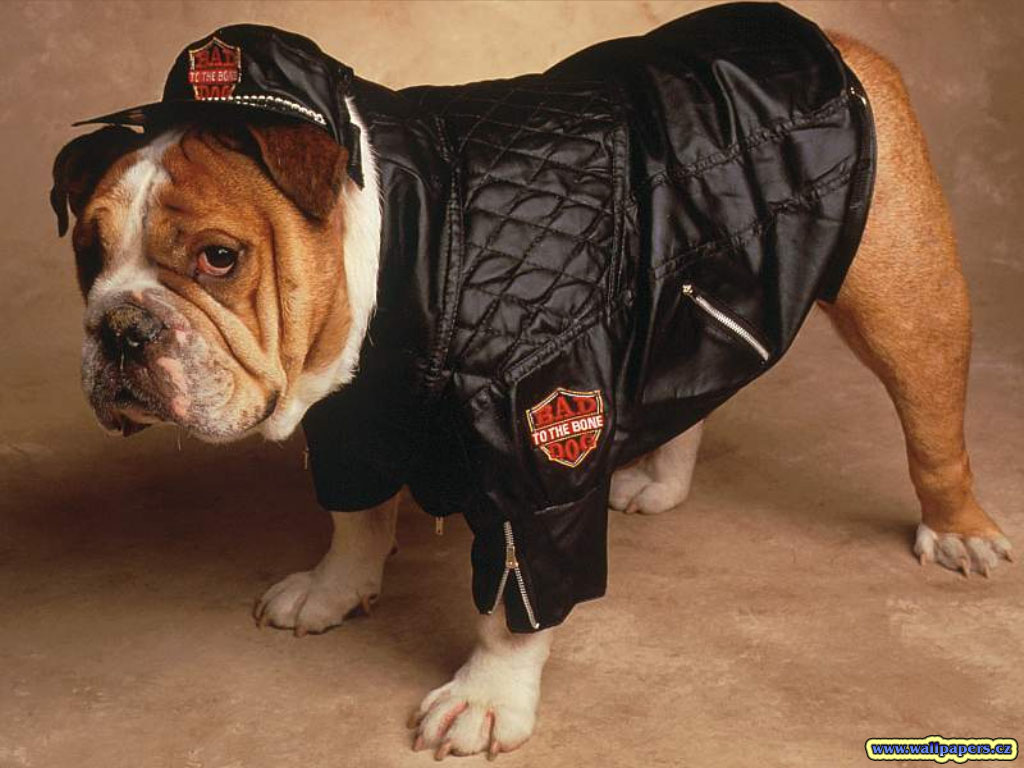 🔥 [20+] Fat Dogs Wallpapers | WallpaperSafari