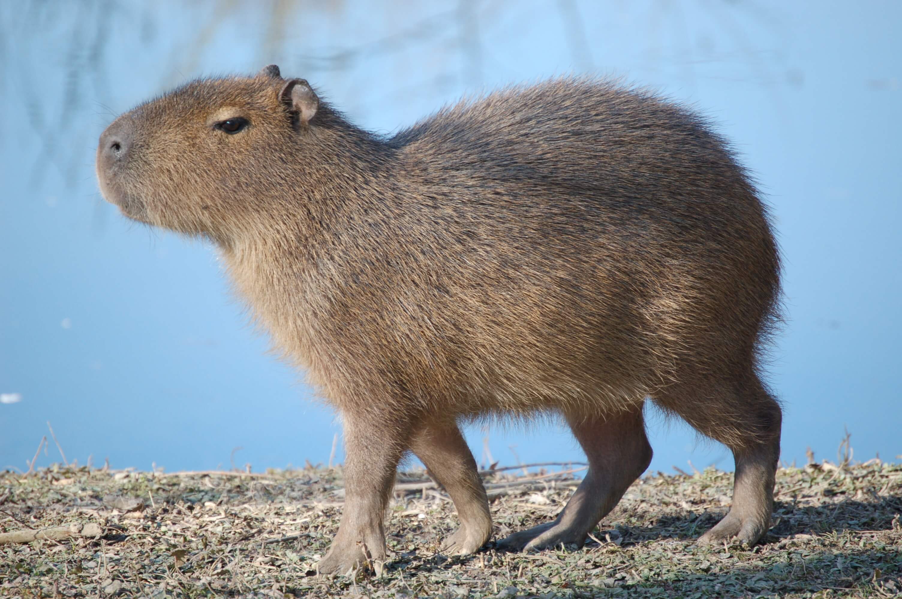 🔥 [40+] Capybara Wallpapers | WallpaperSafari