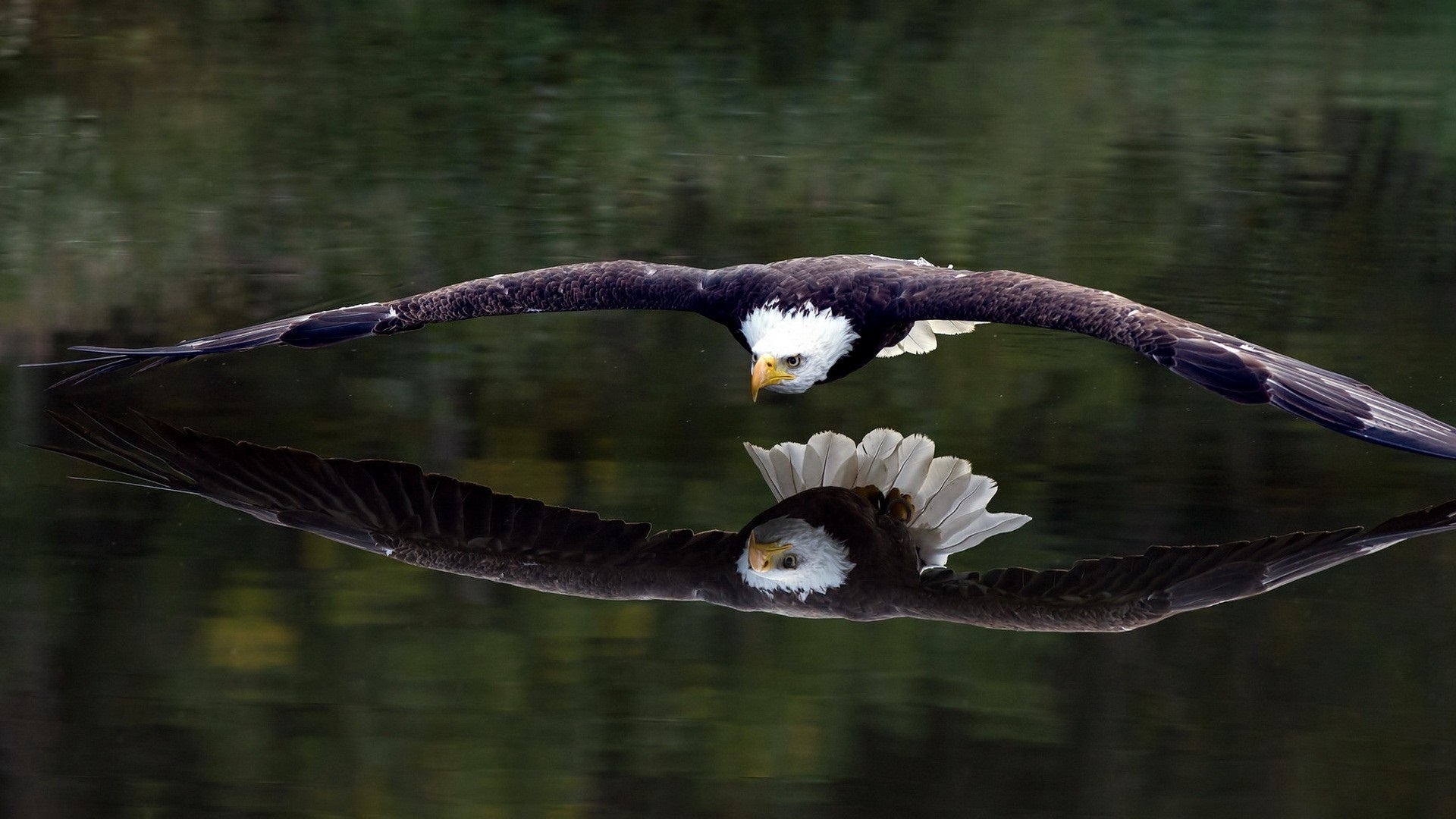 🔥 Free Download Bald Eagle 4k 8k Wallpaper by @stevet78 | WallpaperSafari