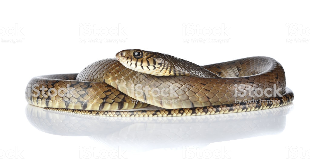 [44+] Adder Backgrounds | WallpaperSafari