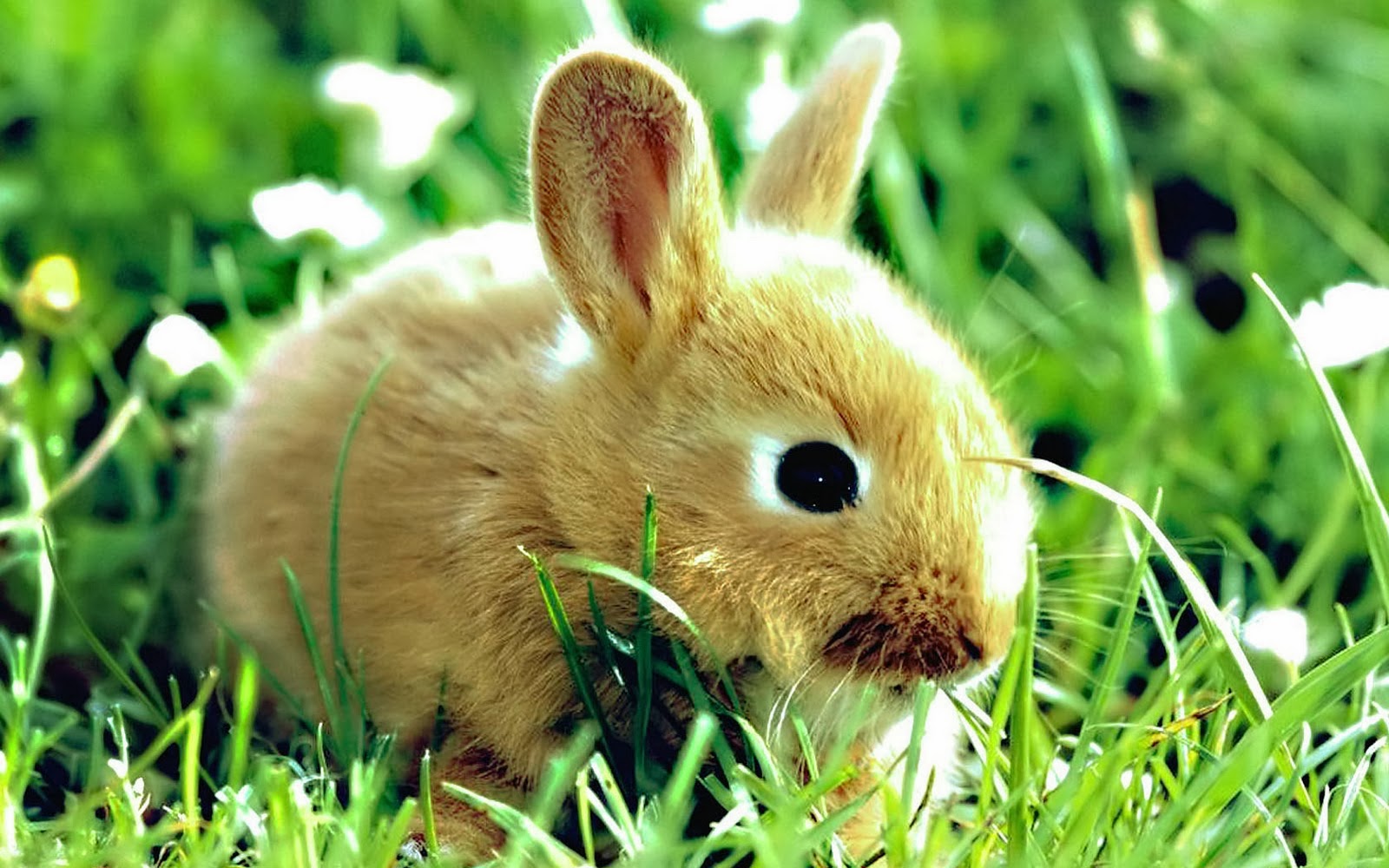 🔥 Free Download Hd Wallpaper S Beautiful Baby Rabbits by @nataliew48 ...