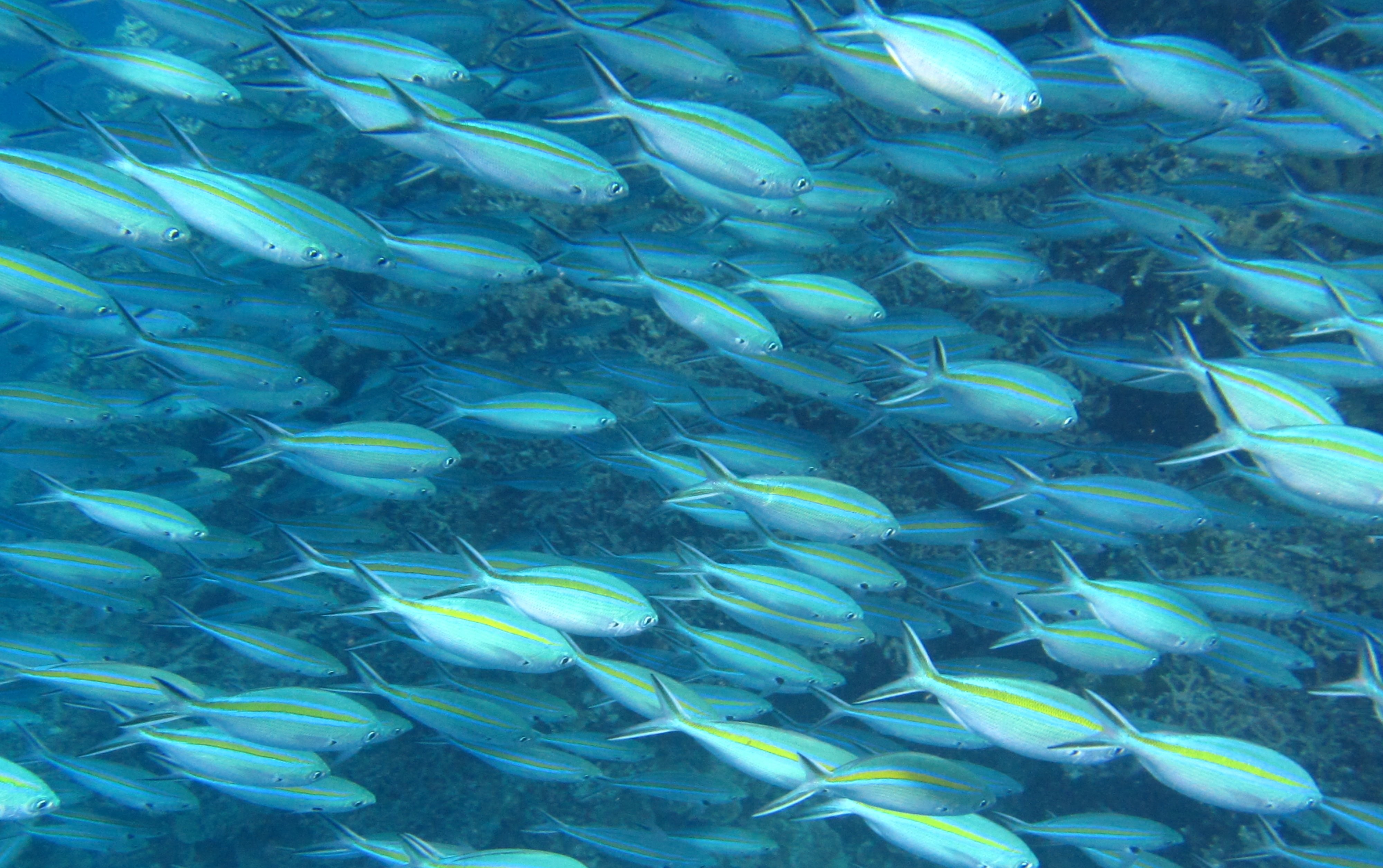 🔥 Free Download Water Fishes Background Image Sealife Amazing Fish Sea ...