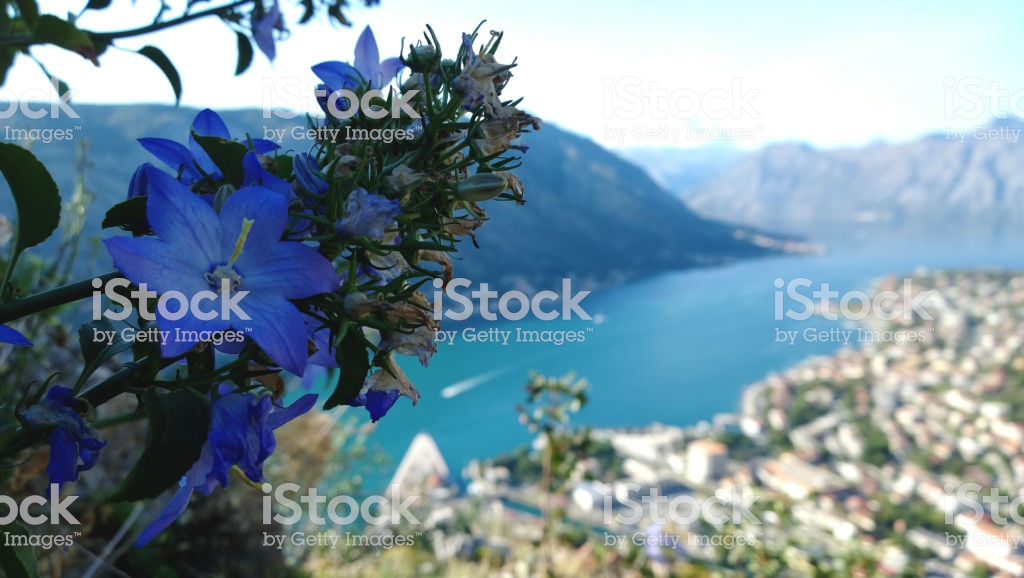 [31+] Boka Background on WallpaperSafari