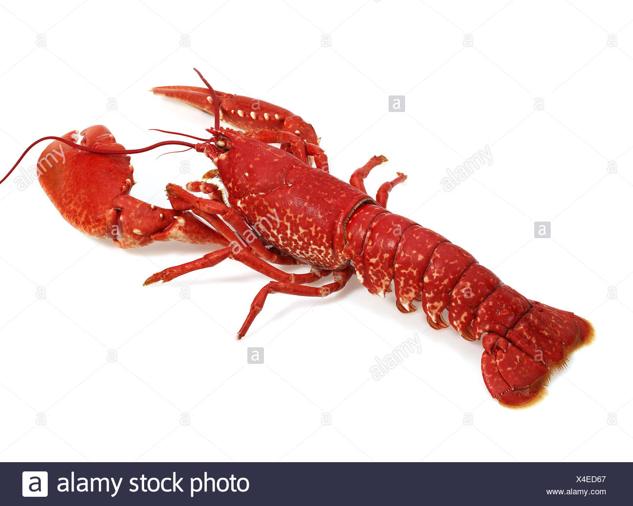 🔥 [39+] Lobster Background | WallpaperSafari