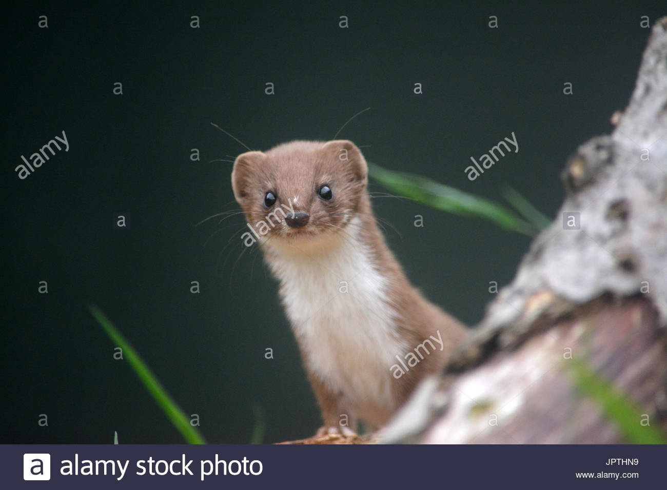 [51+] Stoat Backgrounds | WallpaperSafari