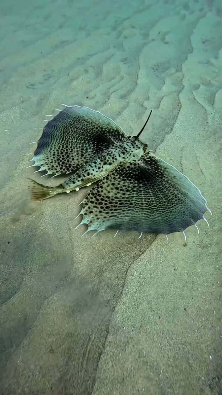 🔥 Free Download Flying Gurnard Spreading Fins Wallpaper by @jimmyr2 ...