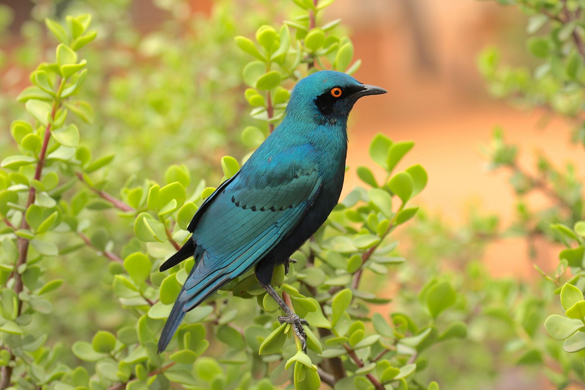 🔥 [50+] Large Blue Bird Wallpapers | WallpaperSafari