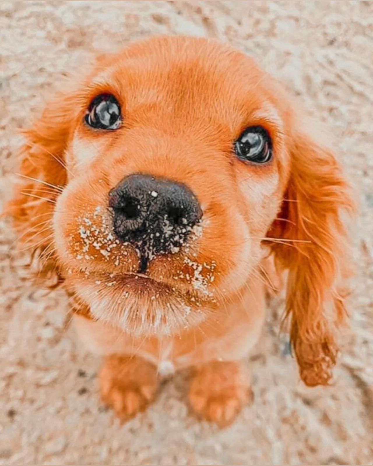 🔥 [50+] Dog Aesthetic Wallpapers | WallpaperSafari