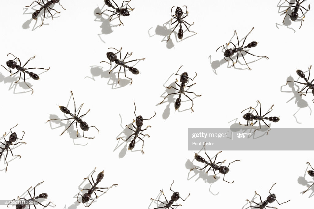 [13+] Ants Backgrounds | WallpaperSafari