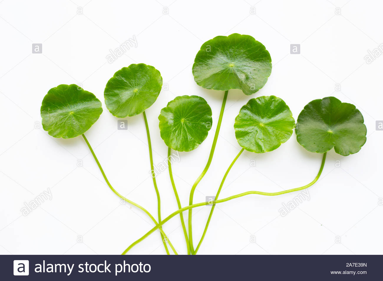 🔥 Free download Smiling leaves Fresh gotu kola leaves isolated on white ...