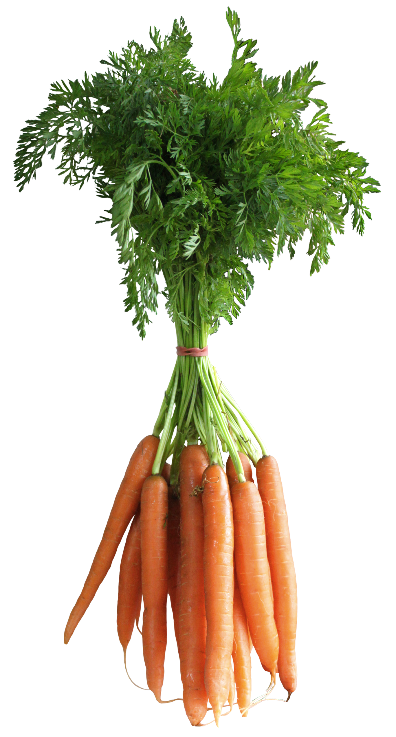 🔥 Download Carat Fruits And Vegetables Image Carrots by @yvonned ...